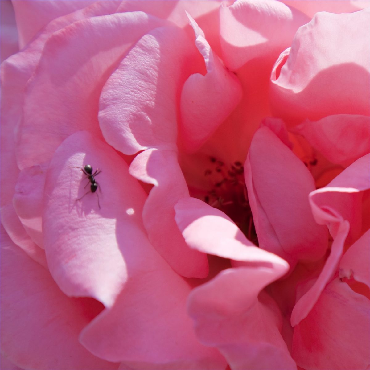 Spanish Pink Rose - GiftSmart