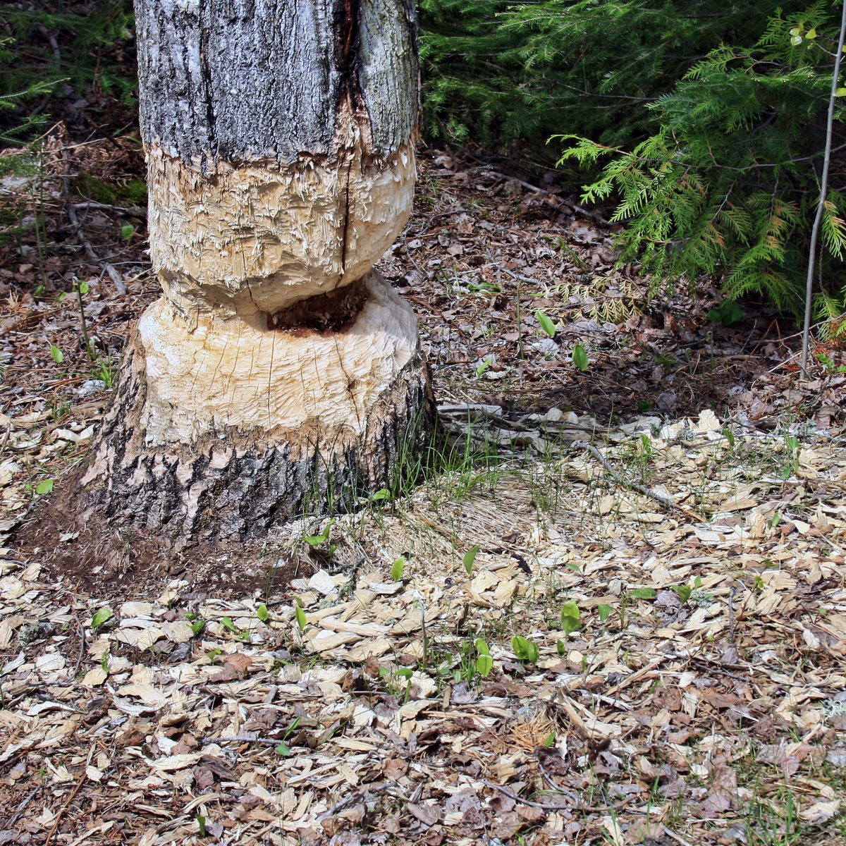 Beaver work, an illustrated lesson on Zoology - Giftsmart